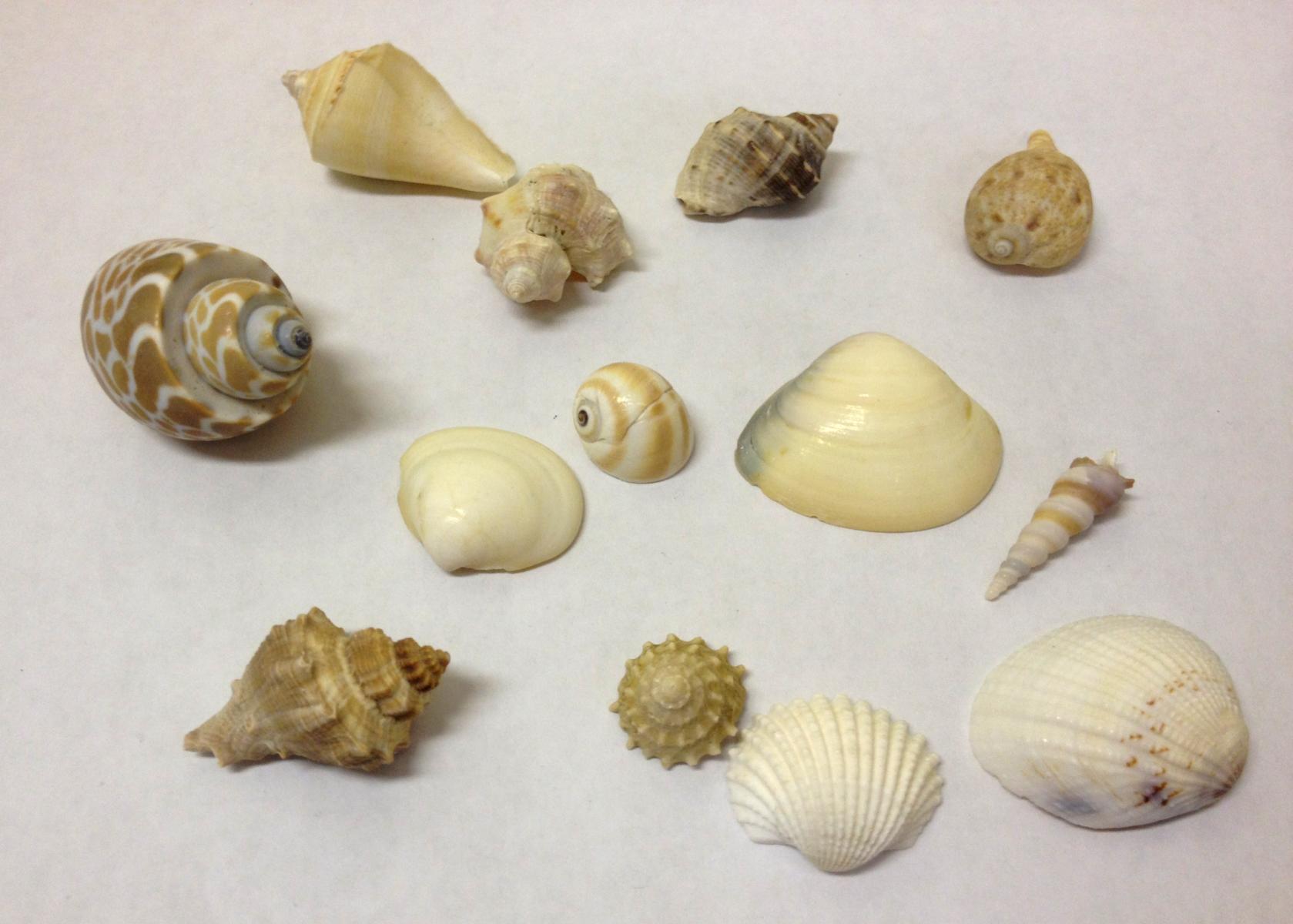 Why are Seashells so Strong? | NISE Network