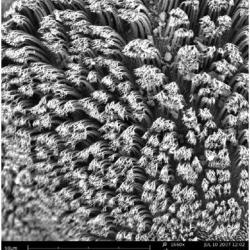 gecko foot | NISE Network